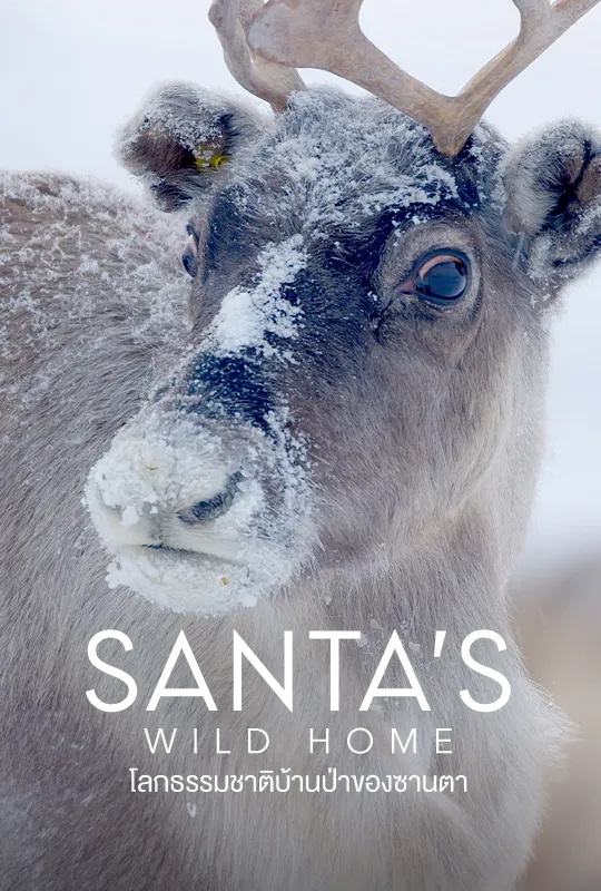 Santa's Wild Home | VIPA