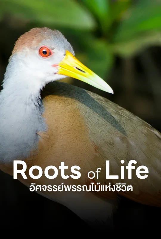 Roots of Life | VIPA